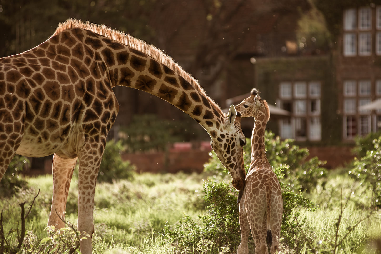 Giraffe Manor | Most Exclusive Giraffe Encounters - SGH