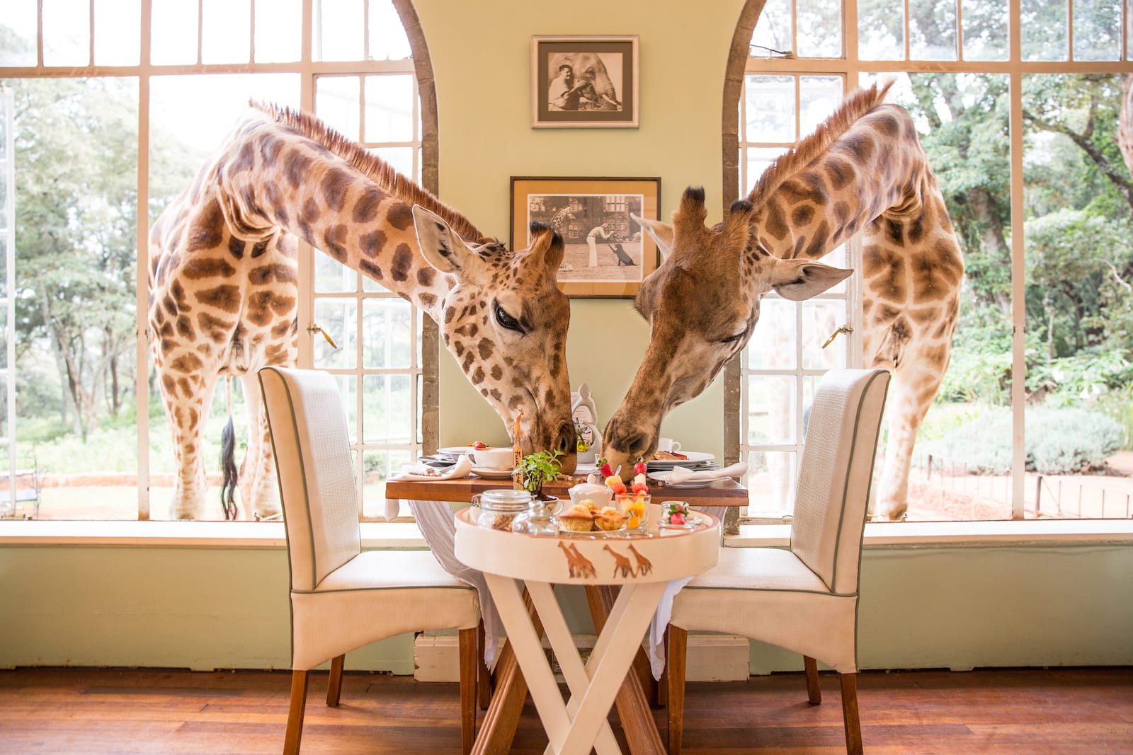 Giraffe Manor | Most Exclusive Giraffe Encounters - SGH